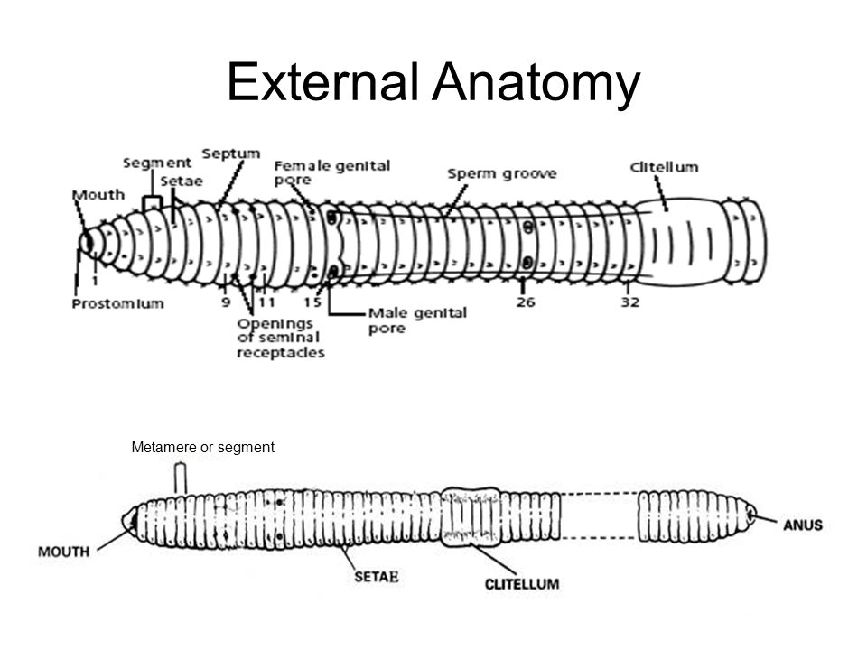 Earthworm Dissection